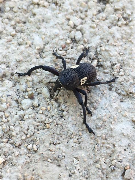 Bug From Chile R Whatsthisbug