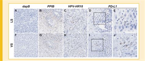 Automated Rnascope Ish Assay Detects High Target Signal With Low Download Scientific Diagram