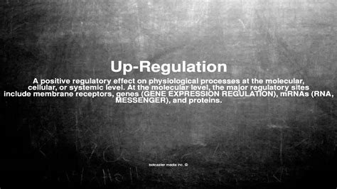 Medical Vocabulary What Does Up Regulation Mean Youtube