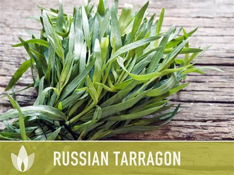 Tarragon Herb Uses
