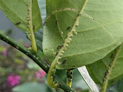 Ants And These Little Things All Over My Lemon And Lime Tree Leaves R