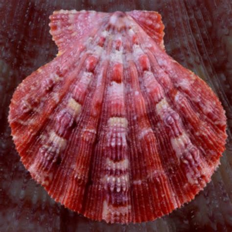 Atoll Specimen Shells Youtube