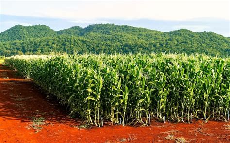 Premium Photo Corn Planting Experimental Field