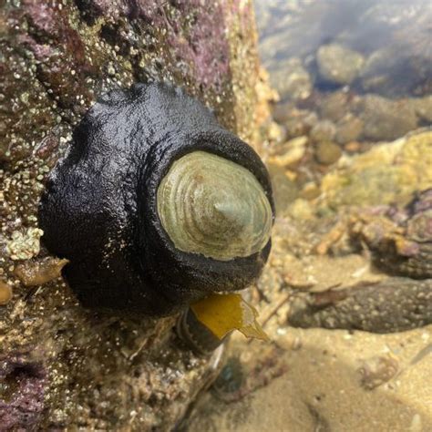 Molluscs Elephant Snail Barwon Bluff