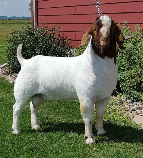 Boer Goat Breed Information Guide Artofit