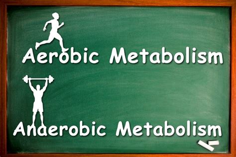 Aerobic Metabolism Vs Anaerobic Metabolism ScienceABC