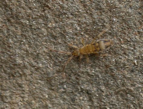 Famille Entomobryidae Observationsbe