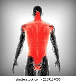 Human Male Chest Body Muscles Anatomy Stock Illustration Shutterstock