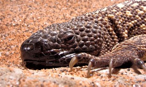 Lagarto Enchaquirado Características Qué Come Dónde Vive
