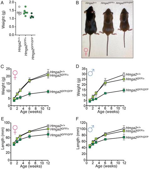 A Conditional System To Specifically Link Disruption Of Protein Coding