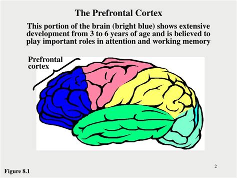 Ppt Piagets Theory Of Cognitive Development Powerpoint Presentation