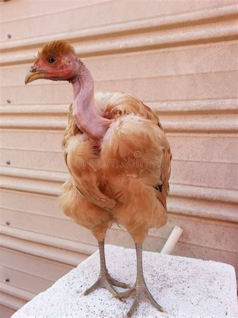 Poulet Nu De Cou De Transylvanian Photo Stock Image Du Multiplication