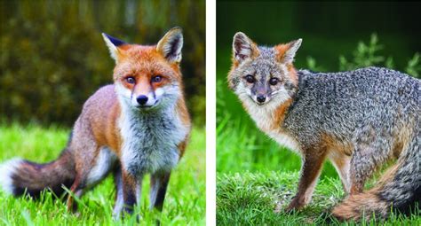 What Is The Difference Between A Red Fox And A Grey Fox