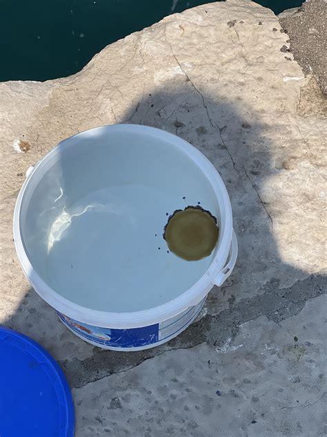 Cotylorhiza Tuberculata Rjellyfish