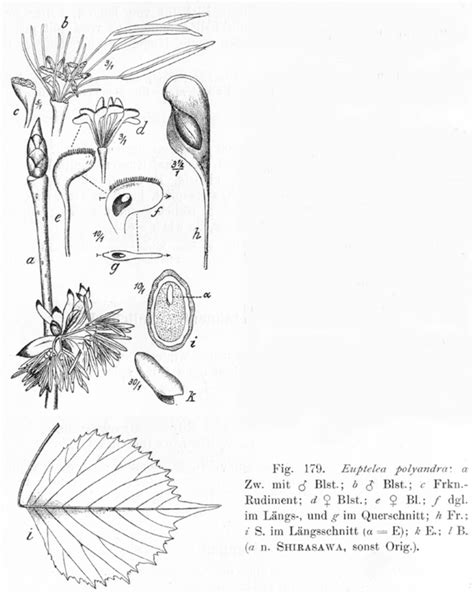 Euptelea Polyandra Eupteleaceae Image 5480 At