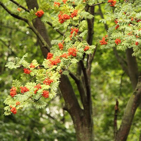 Lebensmusik Eberesche Otto Lichtner Lebensmusik Schwingungsmedizin