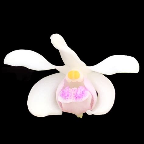 Vanda Lilacina Orchidees Vacherot