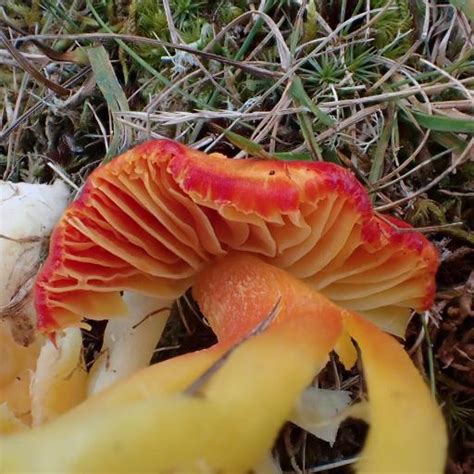 Splendid Waxcap Hygrocybe Splendidissima Mushroom Identification