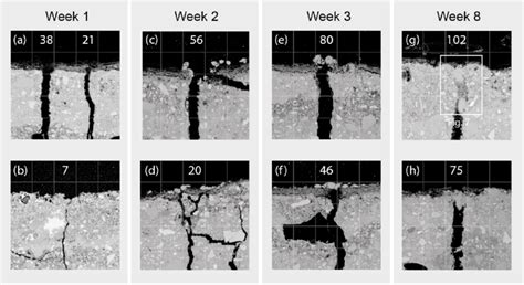 Progress Of Crack Healing Over Time At Crack Mouth In Specimens With