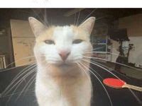 160 Zoink Ideas Silly Cats Pictures Silly Cats Cat Memes