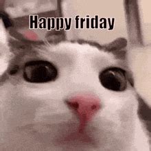 Friday Cat Meme S Tenor