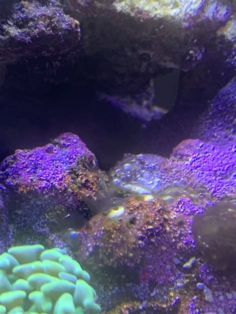 Bubble Algae Reef2reef