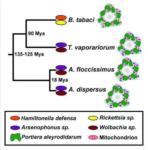 Whiteflies And Endosymbiont Content Schematic Representation Of The