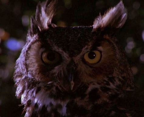 White Lodge Rumble In Twin Peaks Twin Peaks Bird Twin Peaks Hawk