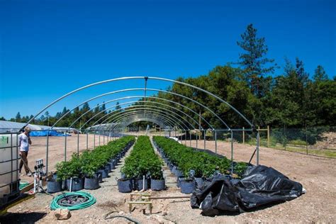 What Grows Best In California At Brodie Parkhill Blog