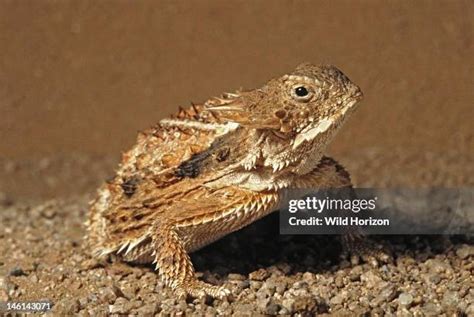 Horny Toad Photos And Premium High Res Pictures Getty Images