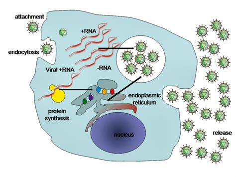 viral replication microbiology [master]