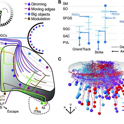 Integral Circuitry Of The Larval Zebrafish Tectum A Schematic