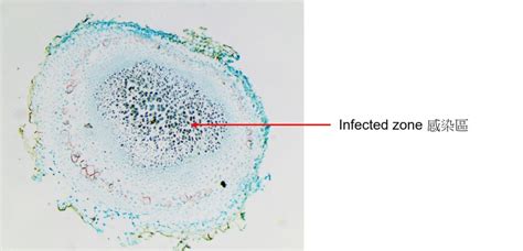 The Special Astronauts Soybean And Rhizobia Cuhk In Touch