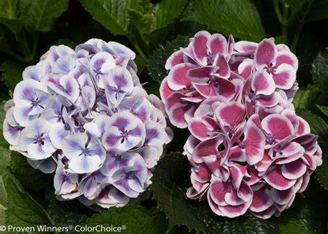 Citylinemarshydrangea 3 Proven Winners