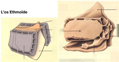 Os Ethmoïde Diagram Quizlet
