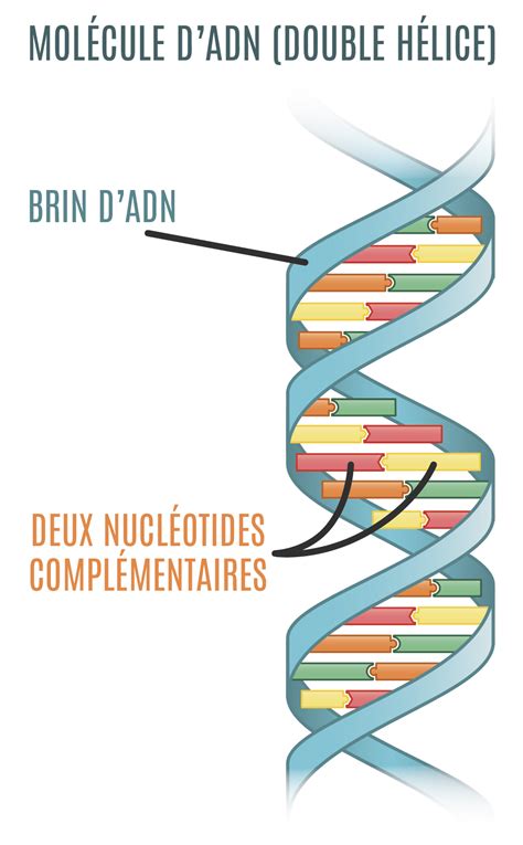Bases De Génétique Robes Et Génétique Des Chevaux