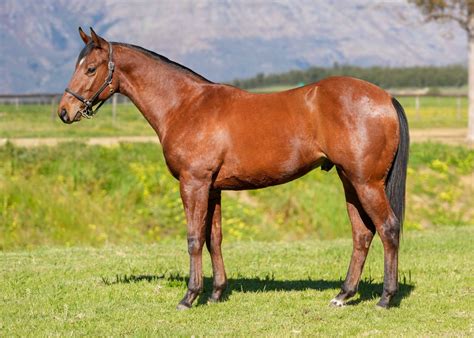 Letona Hollywood Racing