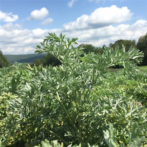 Wormwood Absinthe Artemisia Absinthium Earthbeat Seeds
