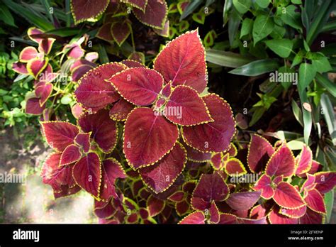 Coleus Plant Colorful Leaves Different Varieties Of Coleus Plant