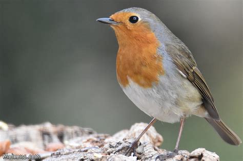 Birding Catalunya Pit Roig Erithacus Rubecula