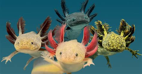 All About Axolotls Everything You Need To Know Axolotl Planet Blog