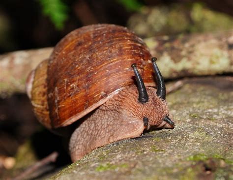 Giant Panda Snail The Australian Museum