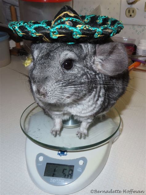 Ruby Margarita Time 5 14 23copy Wildlife Education By Bernie