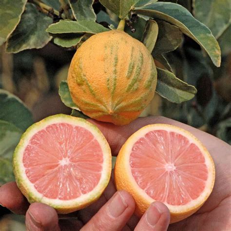 Pink Lemon Tree Variegated Pink Lemon Tree