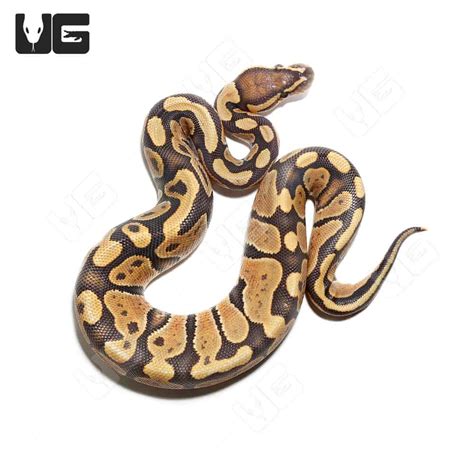 2018 Lavender Albino Spider Ball Python For Sale Underground Reptiles