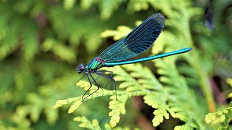 La Libélula Características Nutrición Hábitat Y Reproducción Vida