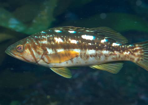 Kelp Bass Cabrillo Marine Aquarium San Pedro California
