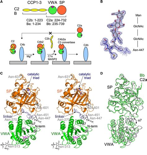 Figure 1 From Structure Of Complement Component C2a Implications For Convertase Formation And