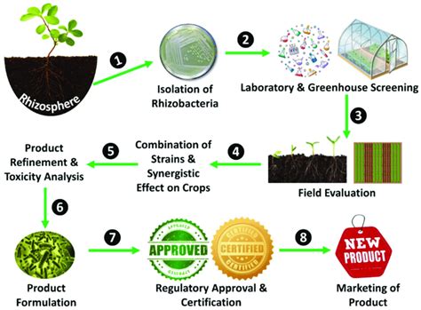 A Roadmap For Commercializing Pgpr Based Biofertilizers Download Scientific Diagram
