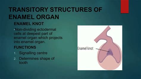 Marwa Tariq Tooth Development Stages Pptx